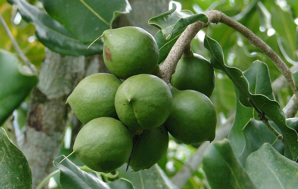 Macadamiamilch - Alles über den Drink aus Macadamianüssen